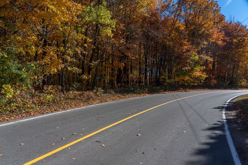 Clear Sky Day in Ontario Forest HDRi Maps and Backplates