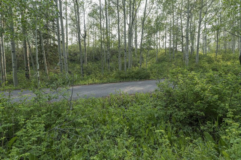 Colorado Asphalt Road: A Scenic Journey through Forested Landscapes ...