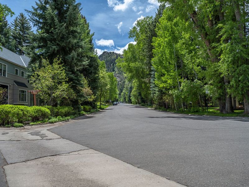 Colorado Asphalt Road with Tree in Suburb