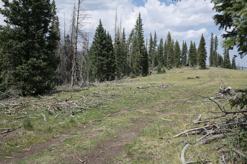 Colorado Forest Grass Path During the Day HDRi Maps and Backplates