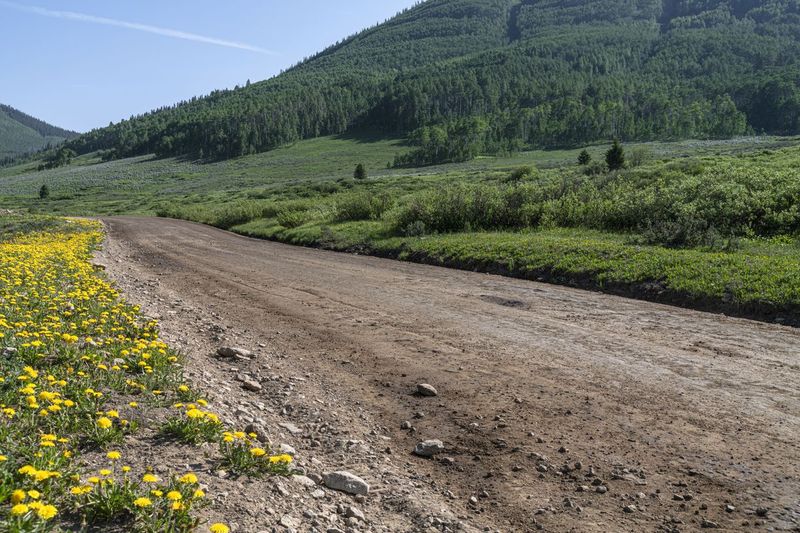 Colorado Mountain Vegetation: Immersed in Nature - HDRi Maps and Backplates