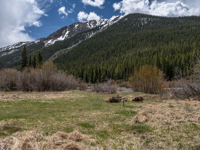 Colorado River: Forest in Open Space