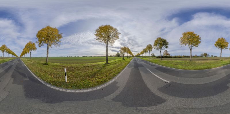 Country Road in Berlin, Germany: A Tree-Lined Landscape