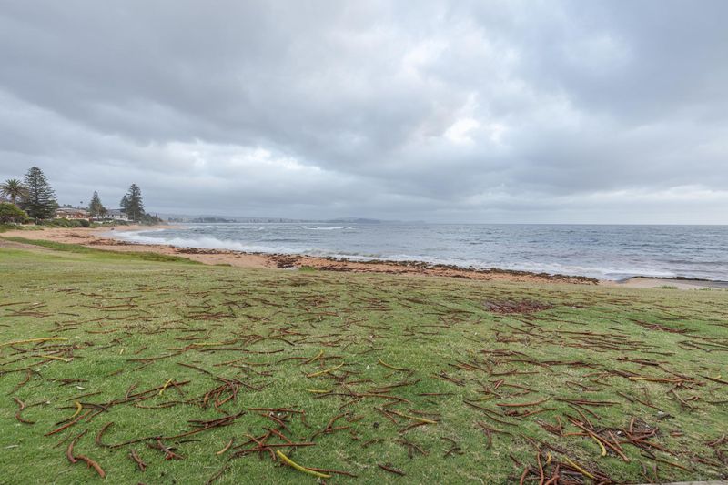 Dawn Coastal Landscape with Green Grass and Trees HDRi Maps and Backplates