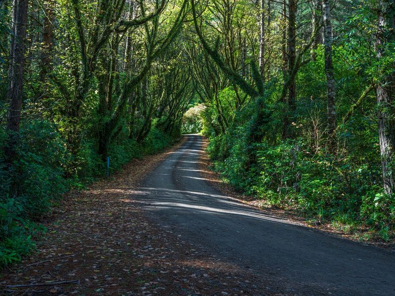 Daytime Forest: Asphalt Road with Hard Shadows HDRi Maps and Backplates