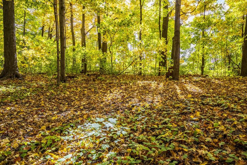 Deciduous Grove: A Captivating Display of Yellow Leaves in the Forest ...