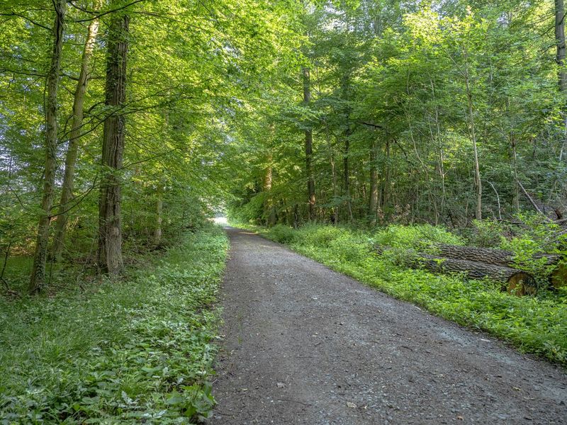 Europe Forest: A Lush Green Landscape HDRi Maps and Backplates