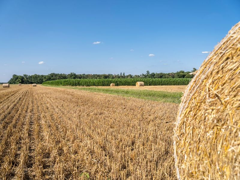 European Agriculture: Cornfields and Straw Bales HDRi Maps and Backplates