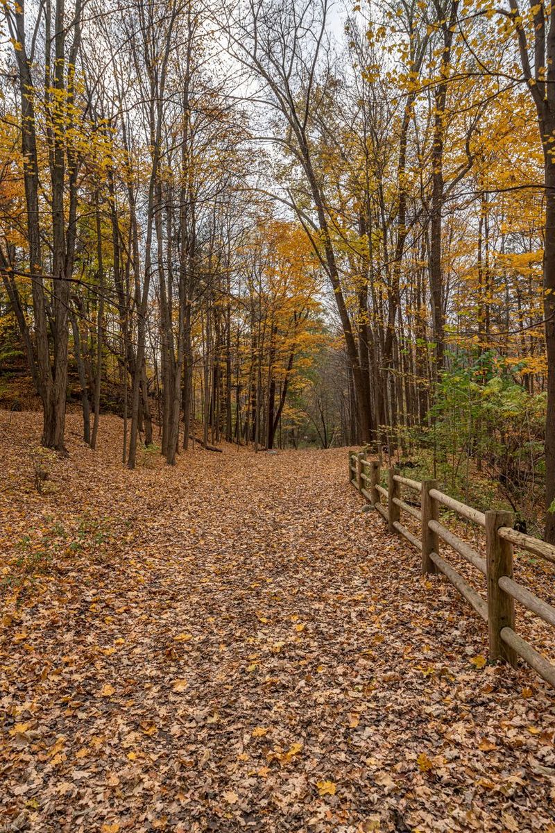 Fall Path Through Forest in Ontario, Canada HDRi Maps and Backplates
