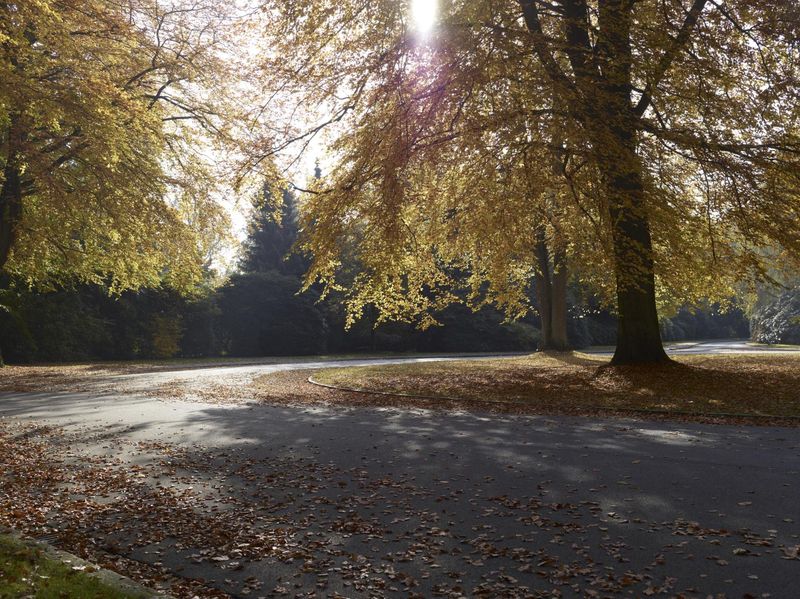 German Asphalt Road in Sunlight with Trees HDRi Maps and Backplates