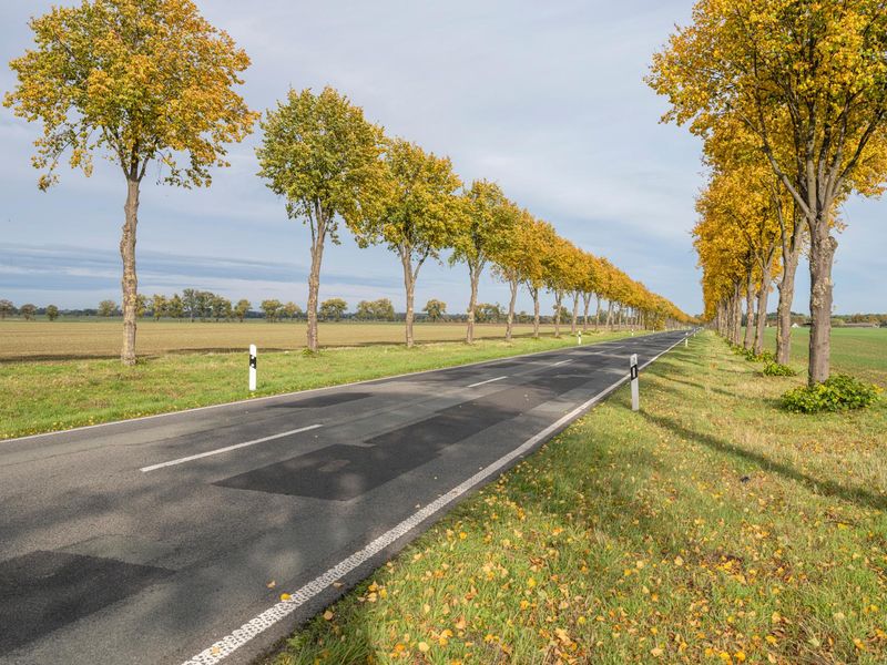 German Countryside Asphalt Road with Trees HDRi Maps and Backplates