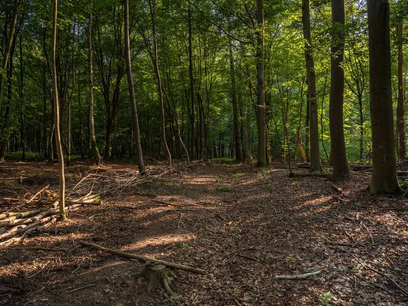 German Forest Off-Road Trail in Nature HDRi Maps and Backplates