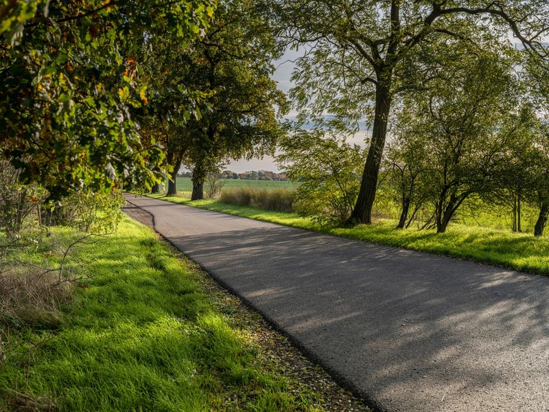 German Road: Asphalt and Tree Landscape HDRi Maps and Backplates