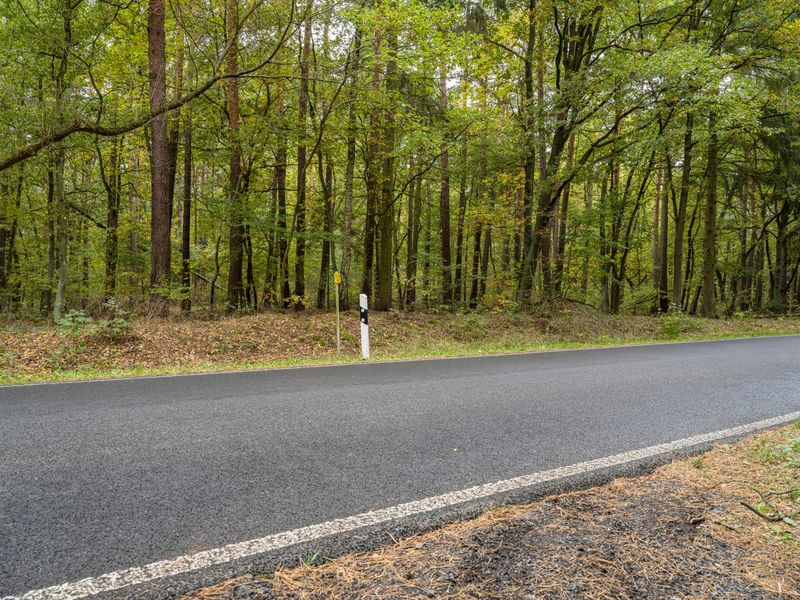 German Road in Nature with Tree Landscape HDRi Maps and Backplates