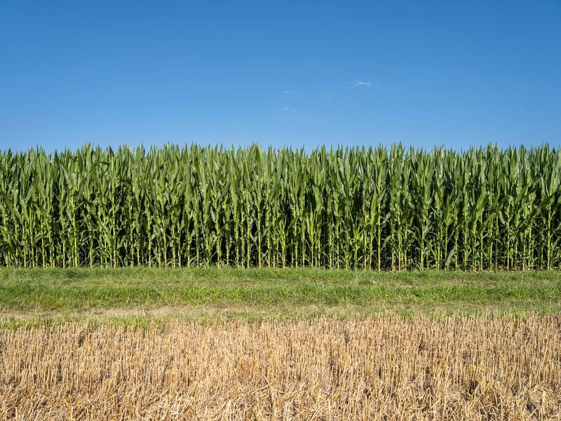 German Rural Landscape with Clear Sky HDRi Maps and Backplates