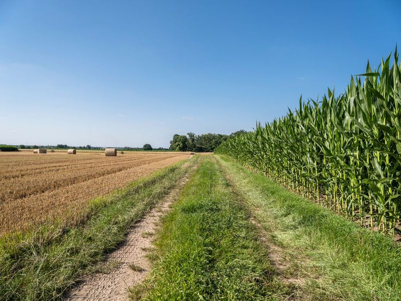Germany Green Fields Under Clear Sky HDRi Maps and Backplates