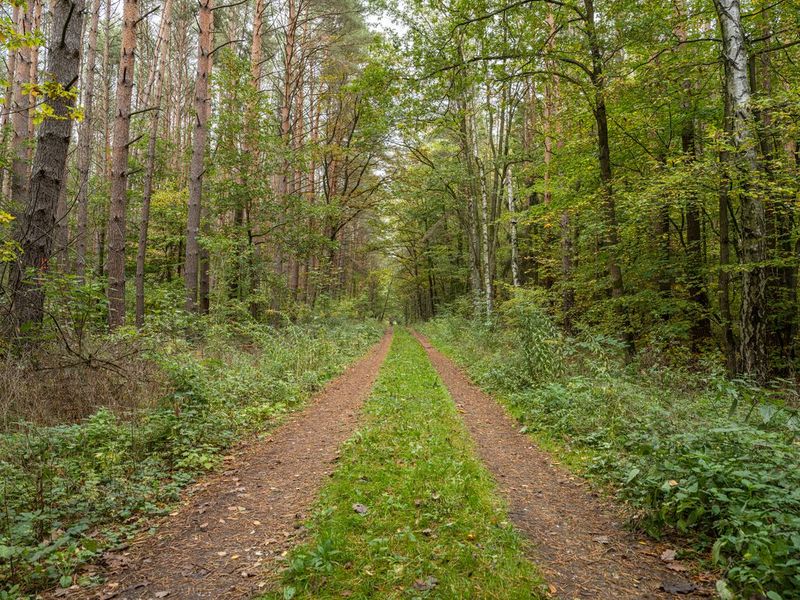 Germany Landscape: Dirt Road, Greenery, & Trees - HDRi Maps and Backplates