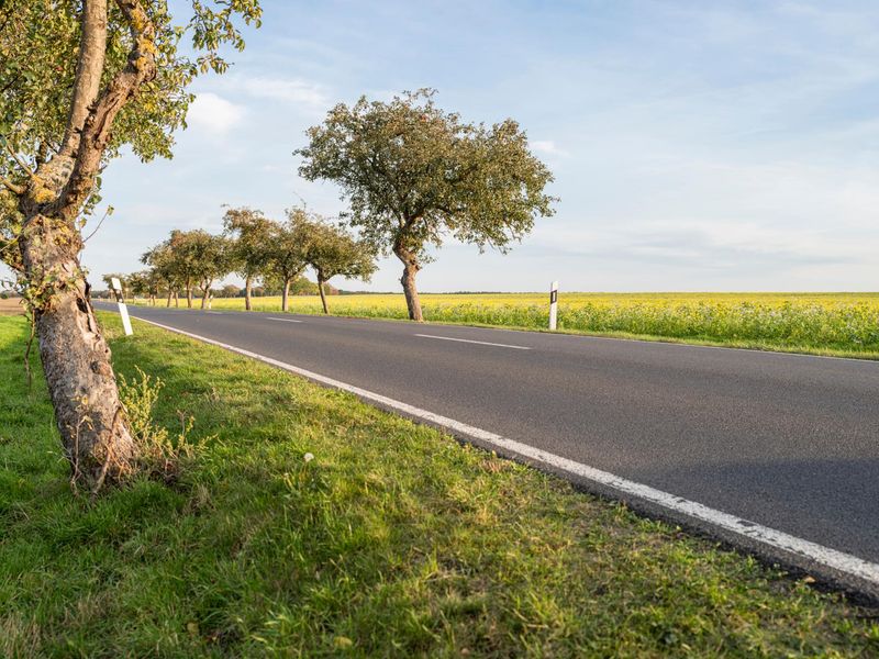 Nature in Germany: Tree and Agriculture HDRi Maps and Backplates