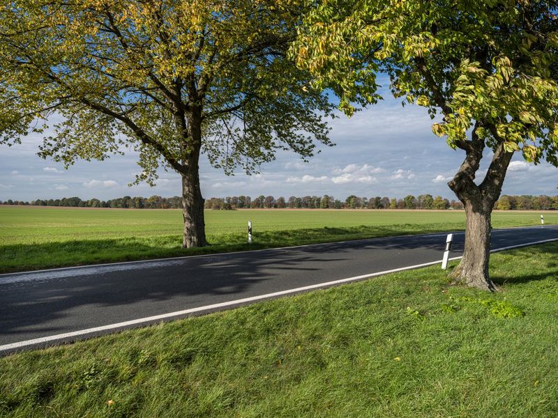 Rural Road in Germany: Asphalt, Trees, and Fields HDRi Maps and Backplates