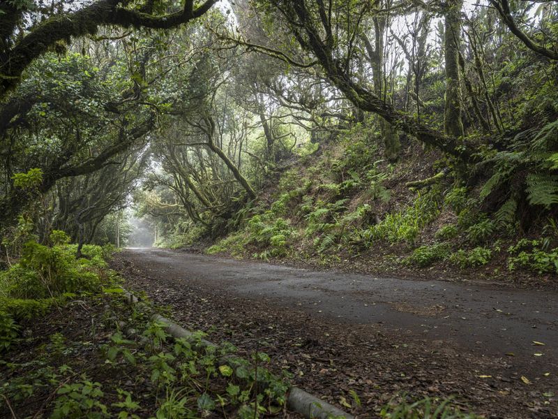 Gloomy Forest Landscape in Spain HDRi Maps and Backplates