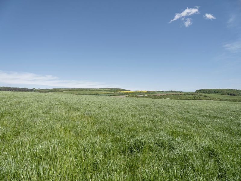 Lush Green Field in Rural Germany HDRi Maps and Backplates
