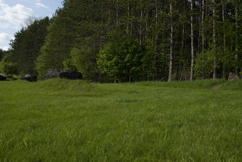 Green Pasture with Cows and Trees in the Forest HDRi Maps and Backplates
