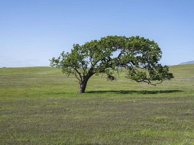 Lone Tree in California Field with Clear Sky HDRi Maps and Backplates