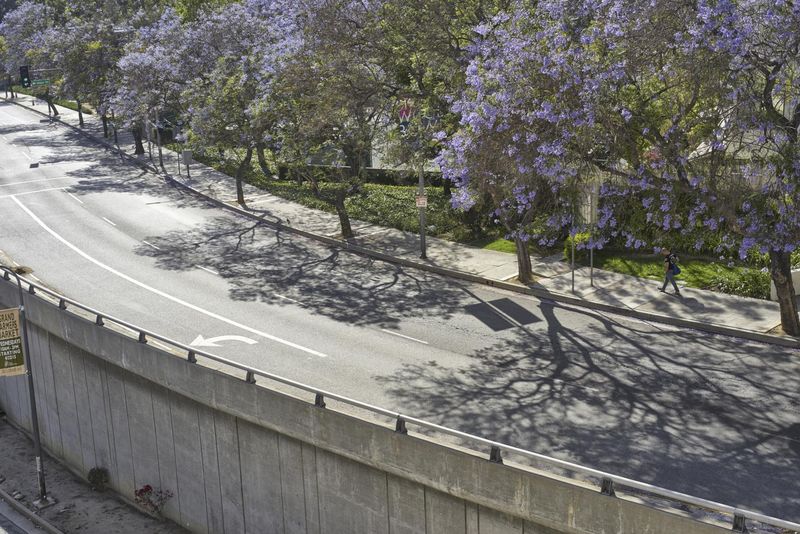 Los Angeles: An Iconic Cityscape with Blossom Trees HDRi Maps and ...