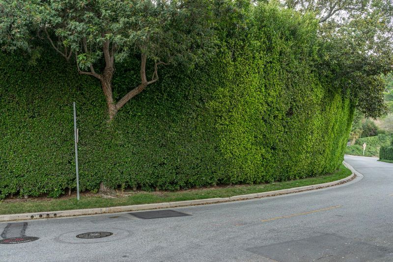 Los Angeles Residential Street with Hedges HDRi Maps and Backplates