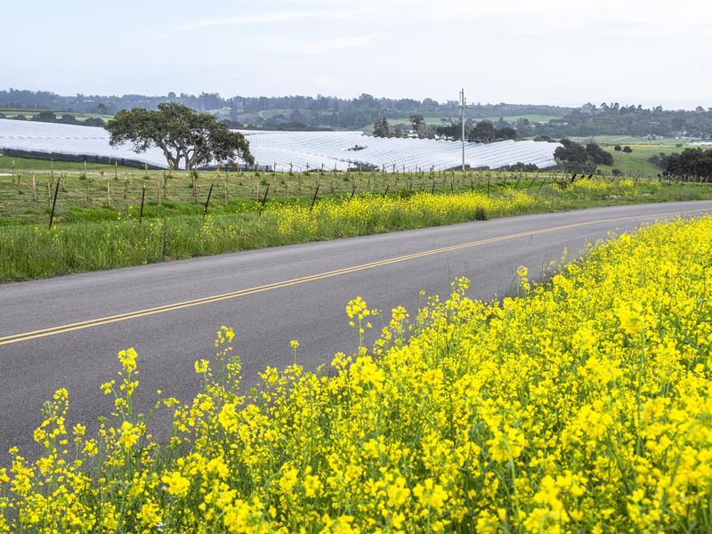 Lush Canola Field in California, USA HDRi Maps and Backplates