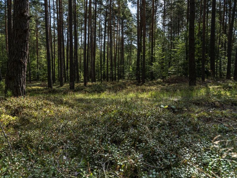 Lush Forest Landscape in Brandenburg, Germany HDRi Maps and Backplates