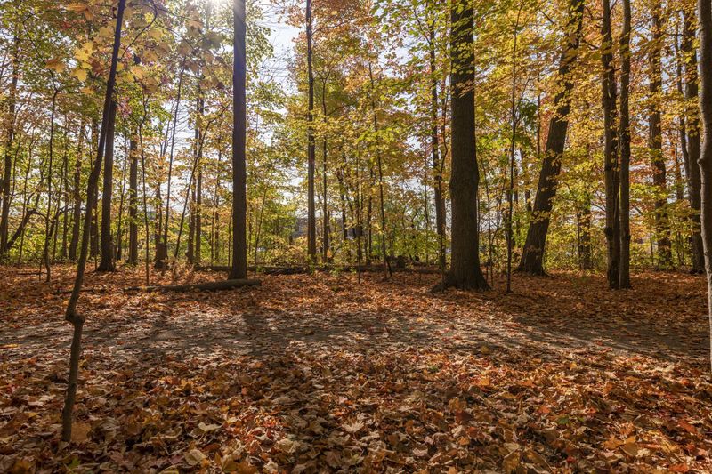 Lush Forest in Toronto, Canada