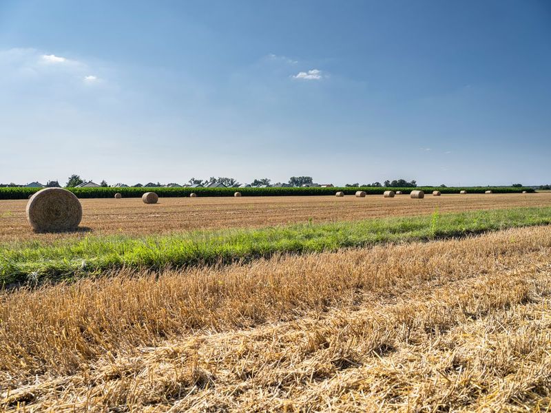 Lush German Countryside: Fields of Agriculture HDRi Maps and Backplates