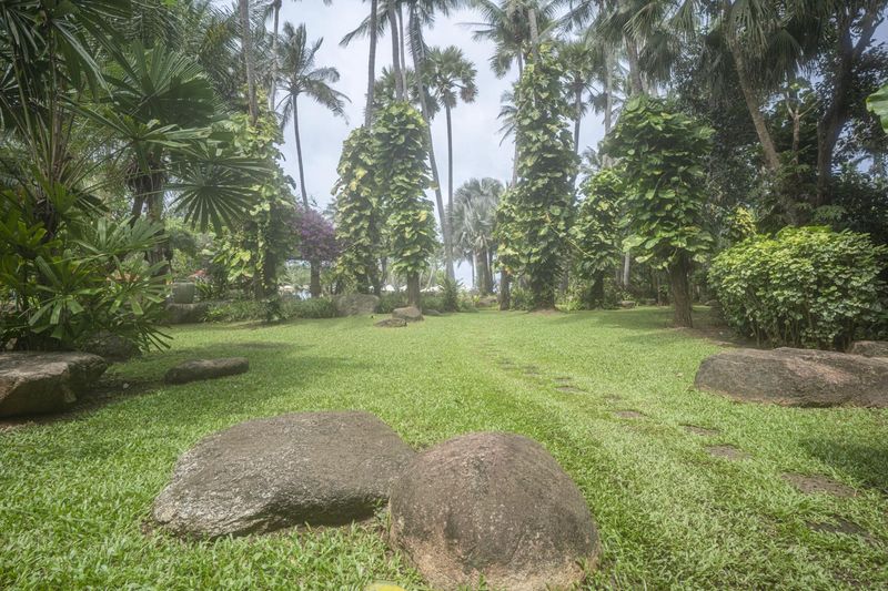 Lush Green Landscape with Rocks and Palm Trees HDRi Maps and Backplates