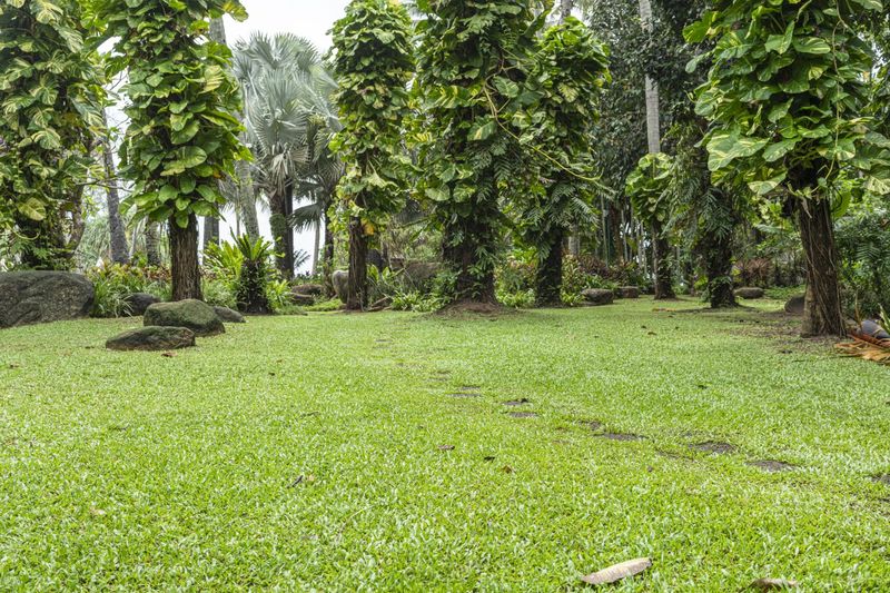 Lush Green Lawn Property Garden HDRi Maps and Backplates