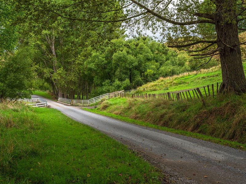 Lush Greenery on an Asphalt Road in New Zealand's North Island HDRi ...
