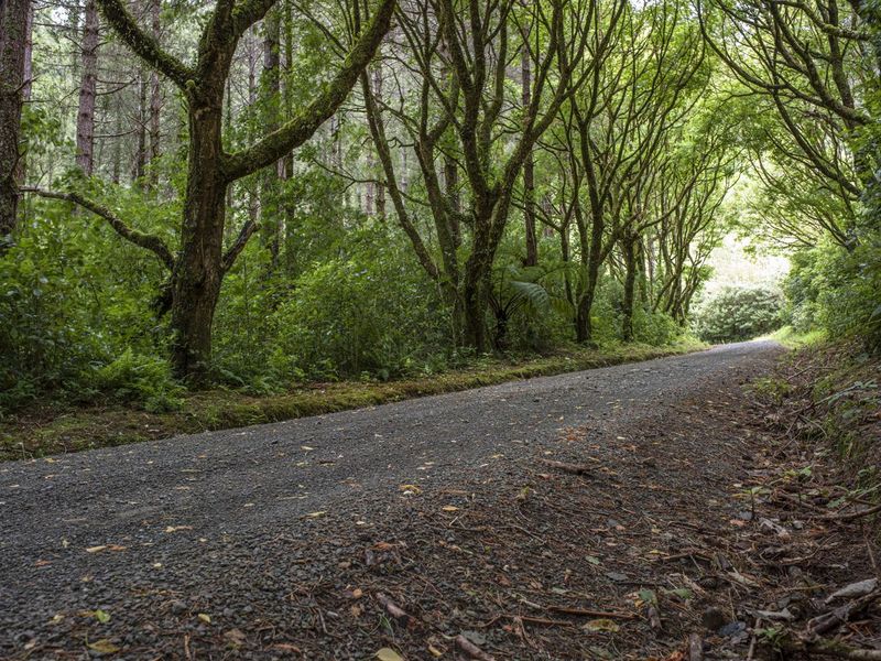 Lush Vegetation in a Forest Landscape HDRi Maps and Backplates