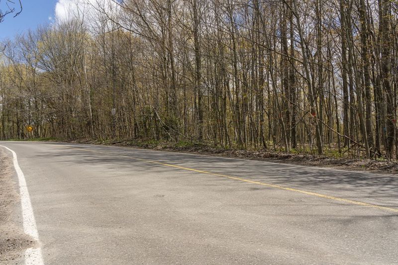 Lush Vegetation and Tree Branch in Ontario HDRi Maps and Backplates