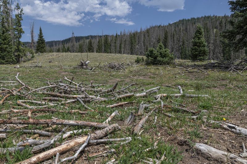 Mountain Forest Grass in USA Wilderness HDRi Maps and Backplates