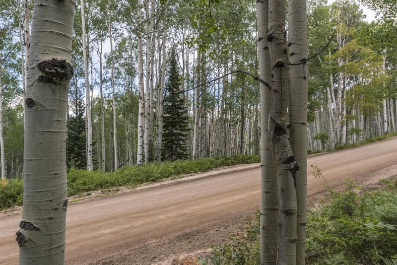 Exploring the Natural Environment of Colorado: A Landscape With Trees ...