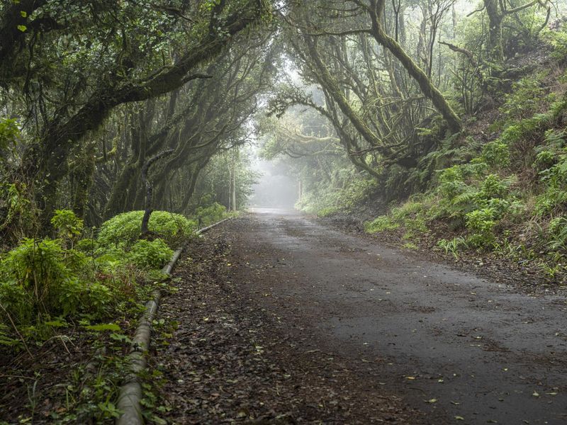Nature's Landscape in Spain: A Glimpse of Gloomy Woods HDRi Maps and ...