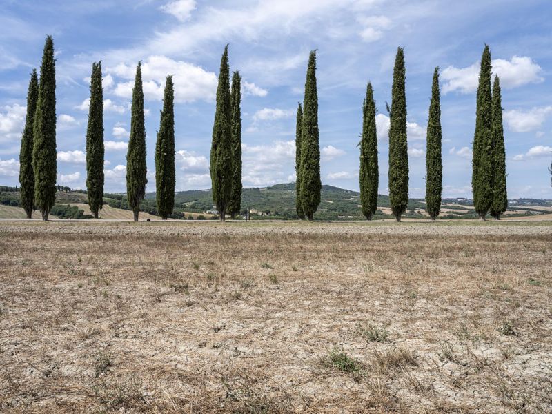 Nature Landscape in Tuscany with Evergreen Trees HDRi Maps and Backplates
