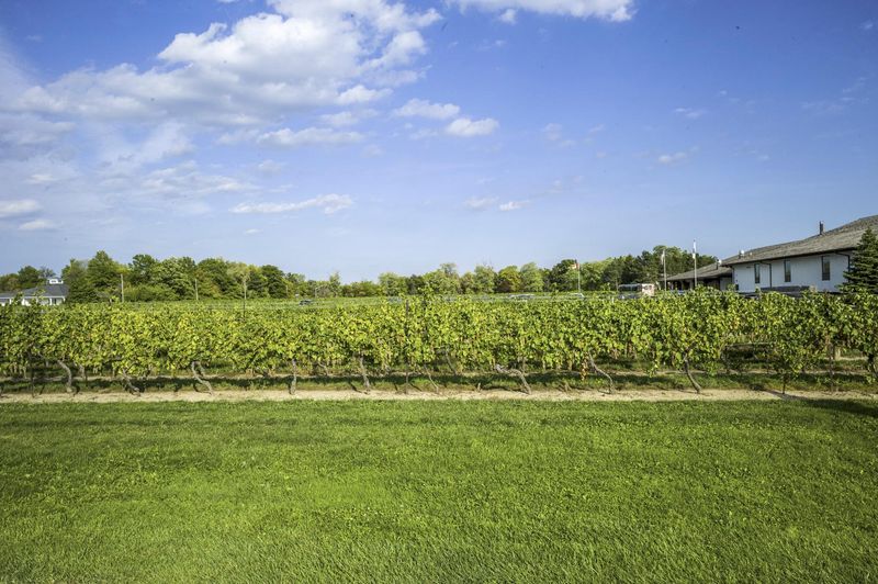 New York USA Vineyard: Greenery under Bright Sky HDRi Maps and Backplates