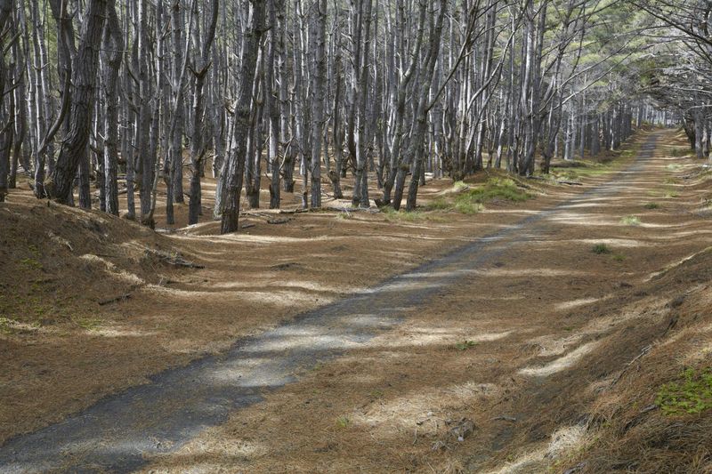 New Zealand Medium Format Photography: Exploring the Forest HDRi Maps ...