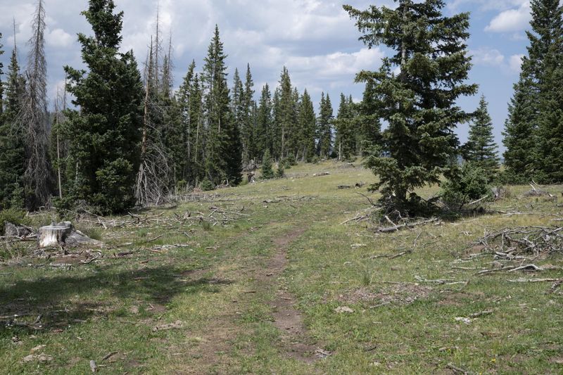 Off-Road Track Through Colorado Forest Lodgepole Pine HDRi Maps and ...