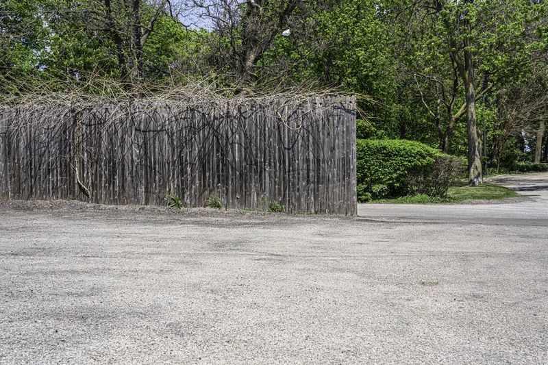 Ontario Canada Vegetation Tree Trunks And Grass Hdri Maps And Backplates