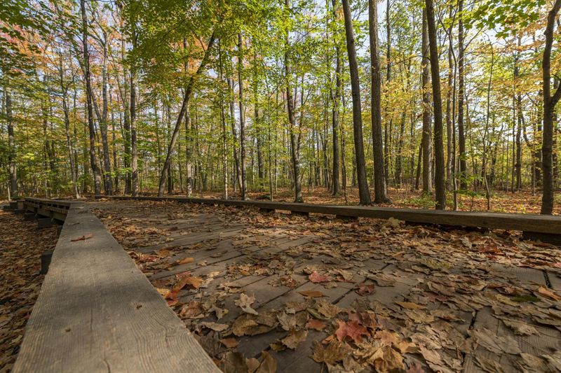 Ontario Forest Landscape with Autumn Colors HDRi Maps and Backplates