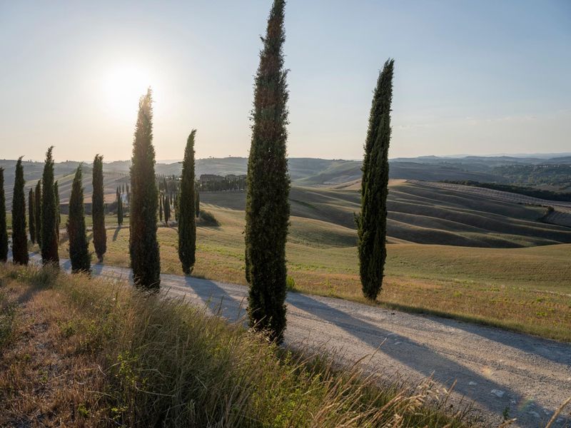 Road through Tall Trees in Tuscany, Italy HDRi Maps and Backplates