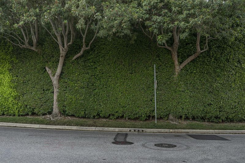 Roadside Tree in Los Angeles, California, USA HDRi Maps and Backplates