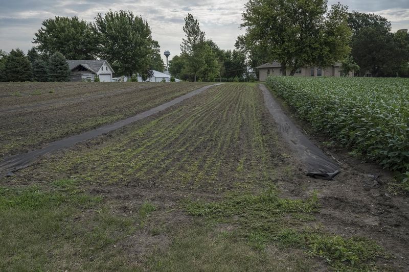 Rural Iowa Scene: Grass Fields in Bancroft HDRi Maps and Backplates